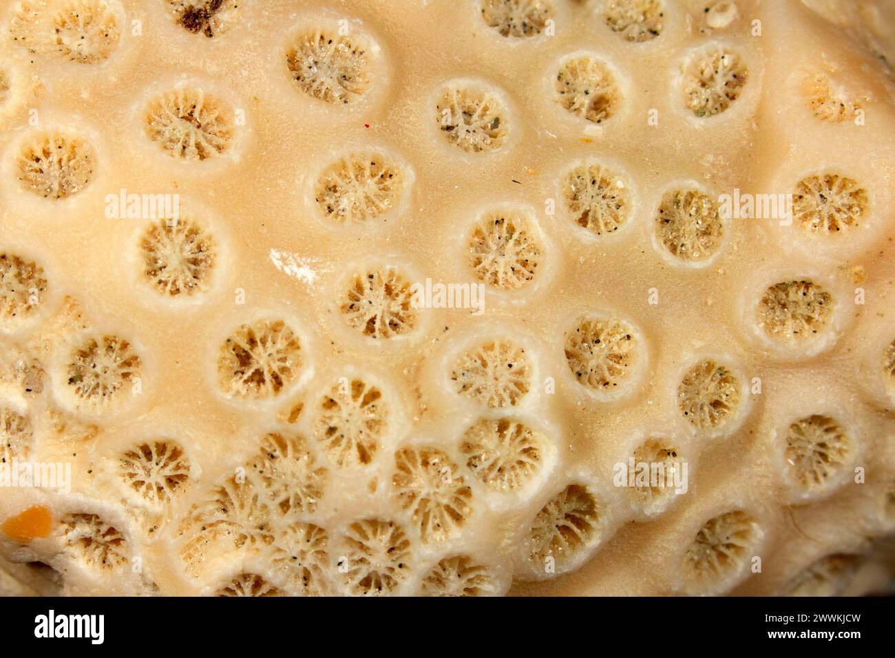 Broken seashell hi-res stock photography and images - Alamy