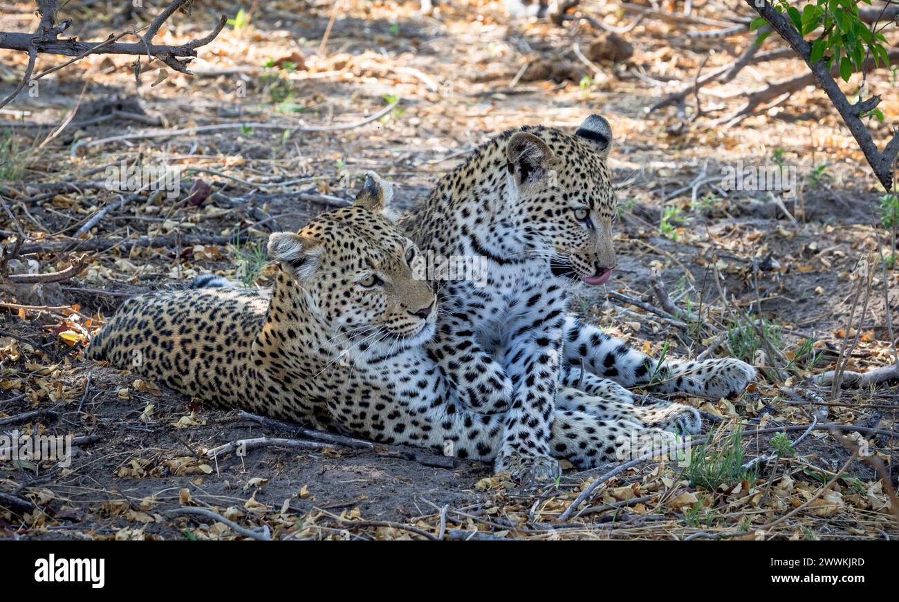 Cub Leopards playing together in Botswana, Africa Stock Photo - Alamy