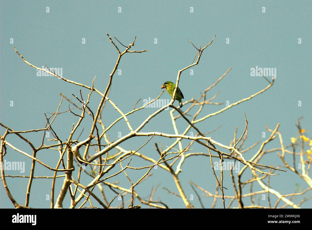 An unidentified species of passerine bird eats seeds while perching on ...