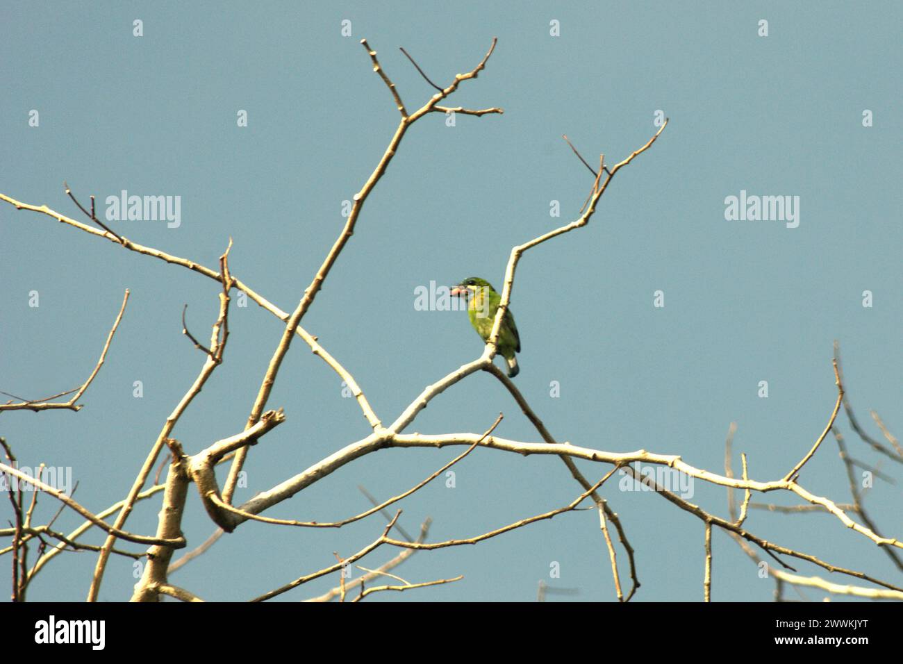 Species of passerine hi-res stock photography and images - Alamy