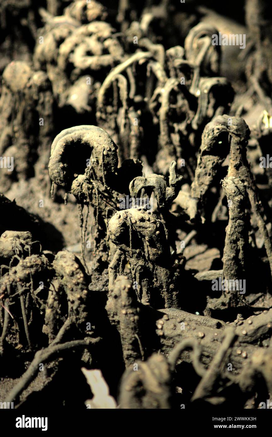 Knee roots of mangrove on the bank of Cigenter river in Handeuleum ...