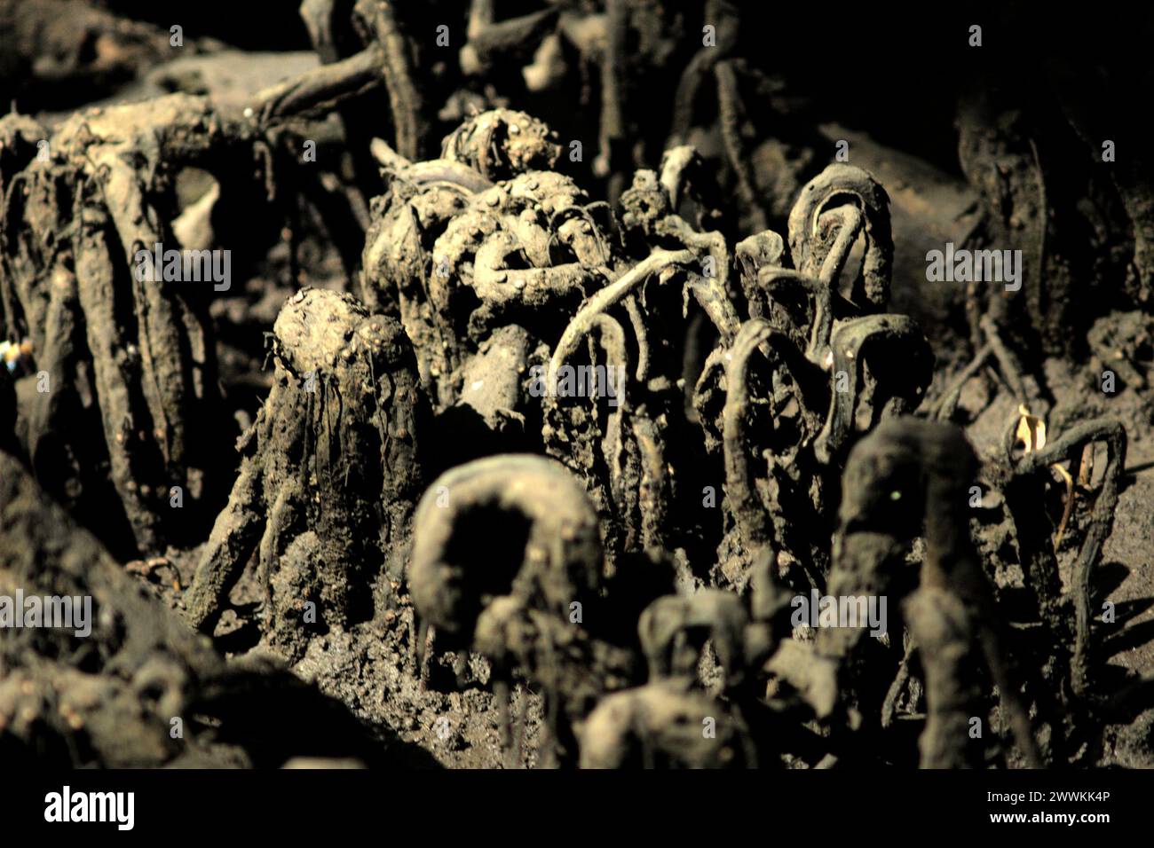 Mangrove knee roots hi-res stock photography and images - Alamy