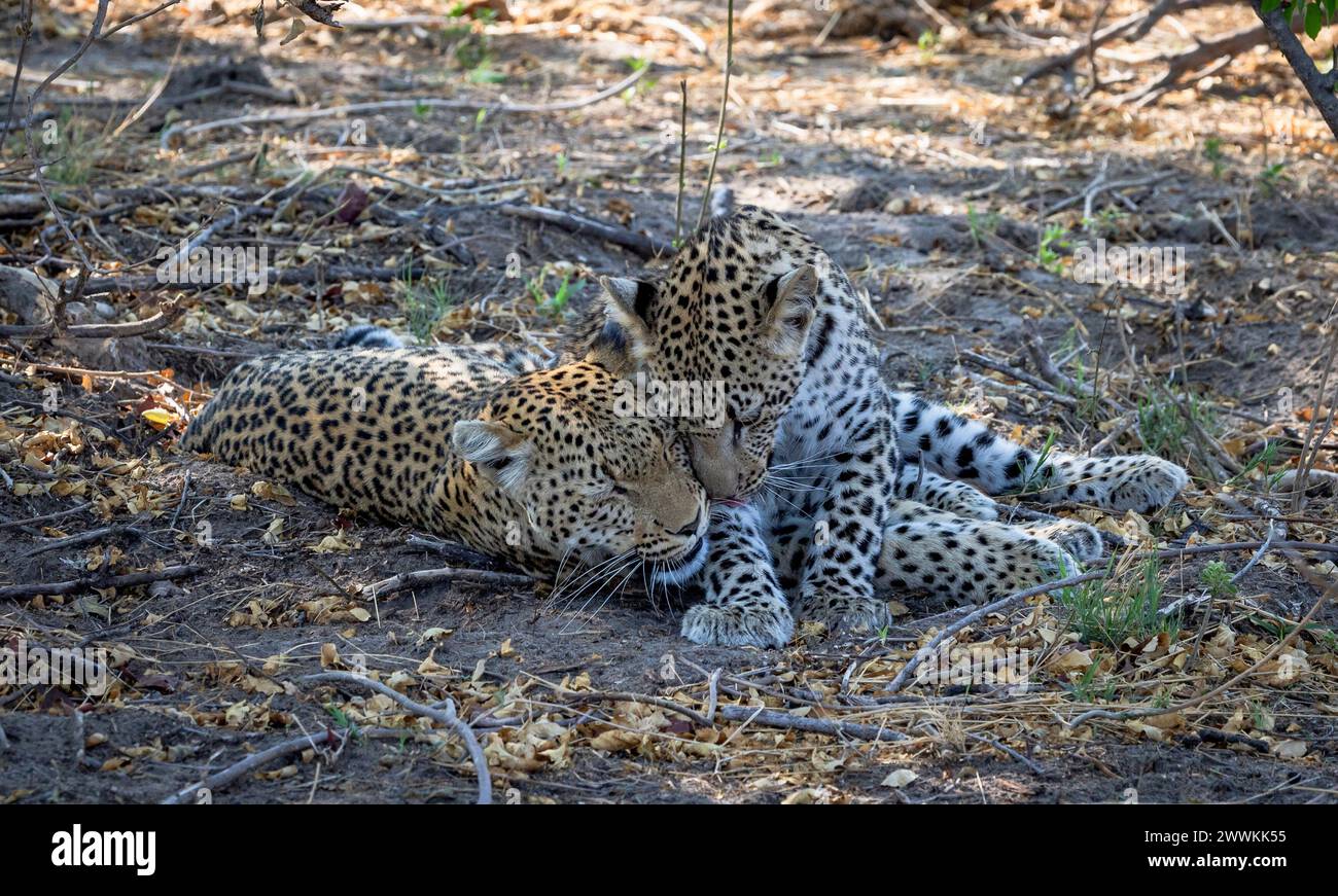 Cub Leopards playing together in Botswana, Africa Stock Photo - Alamy