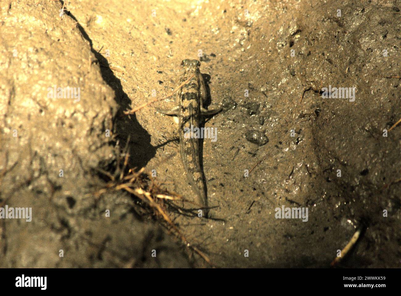 A mudskipper is photographed as it is spotted on the mud close to nipa ...