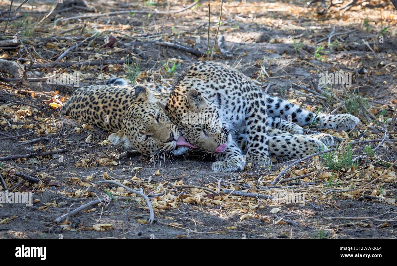 Cub Leopards playing together in Botswana, Africa Stock Photo - Alamy