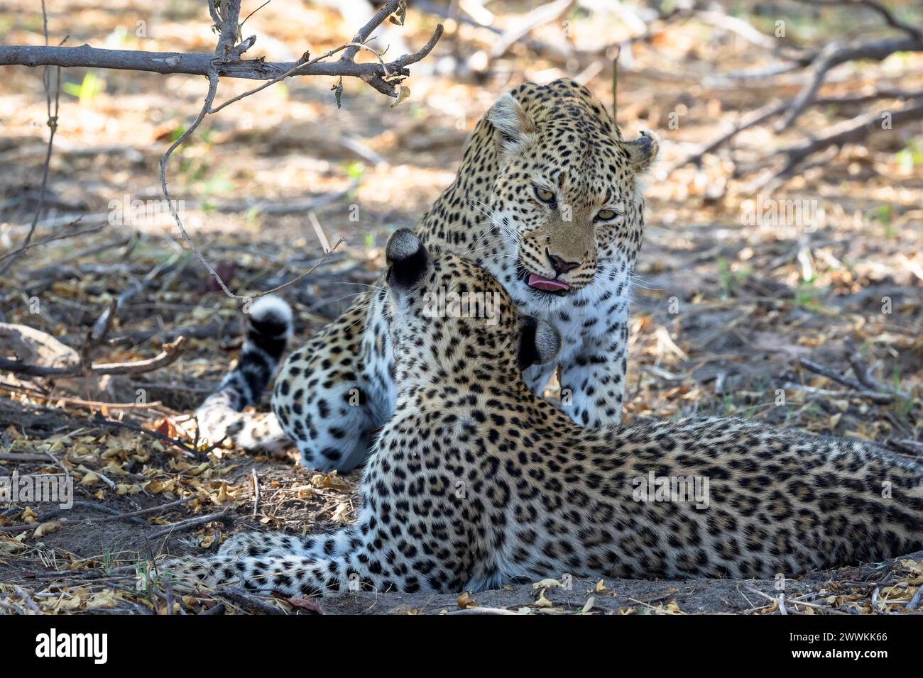 Cub Leopards playing together in Botswana, Africa Stock Photo - Alamy
