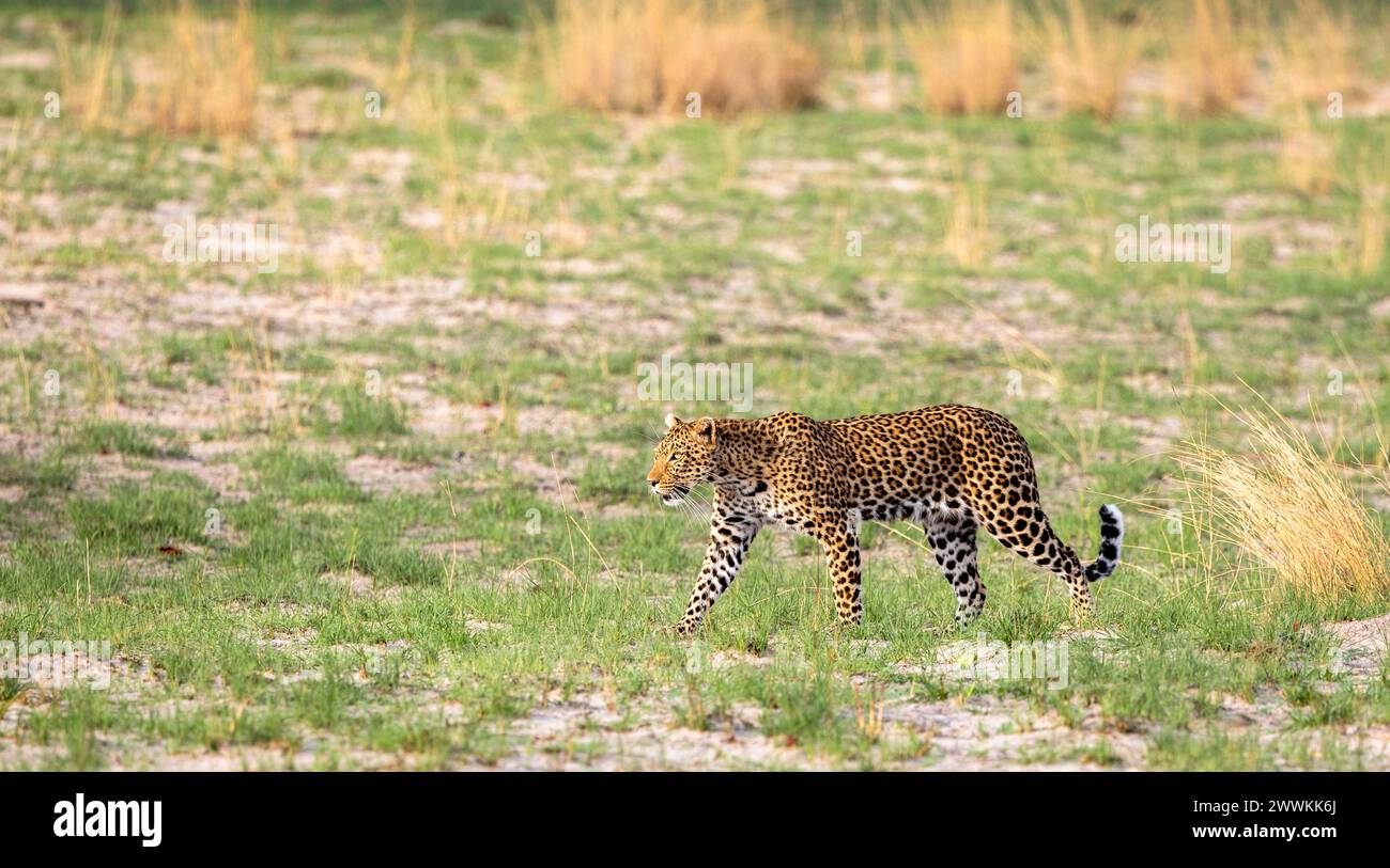 Leopard hunting in Botswana, Africa Stock Photo - Alamy