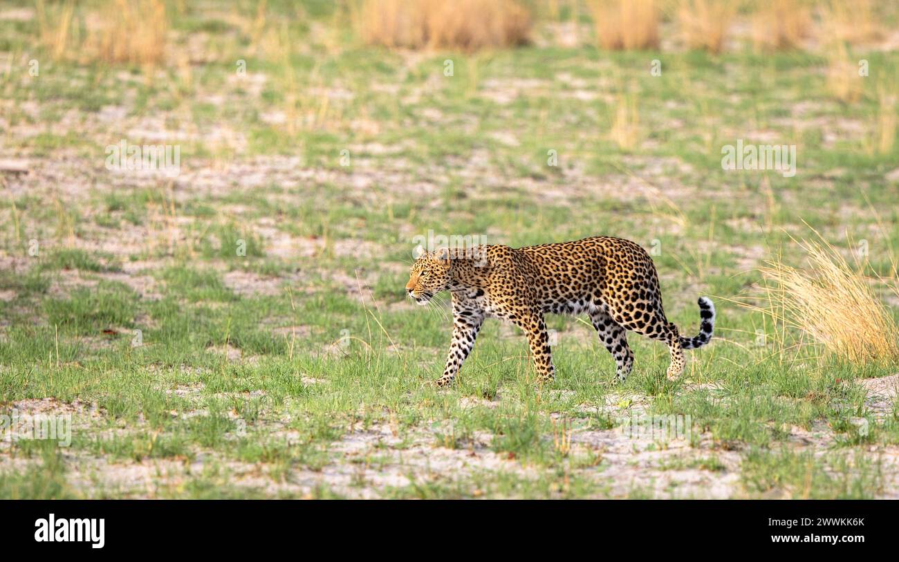 Leopard hunting in Botswana, Africa Stock Photo - Alamy