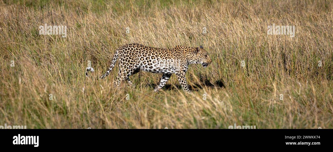 African leopard in botswana hi-res stock photography and images - Alamy