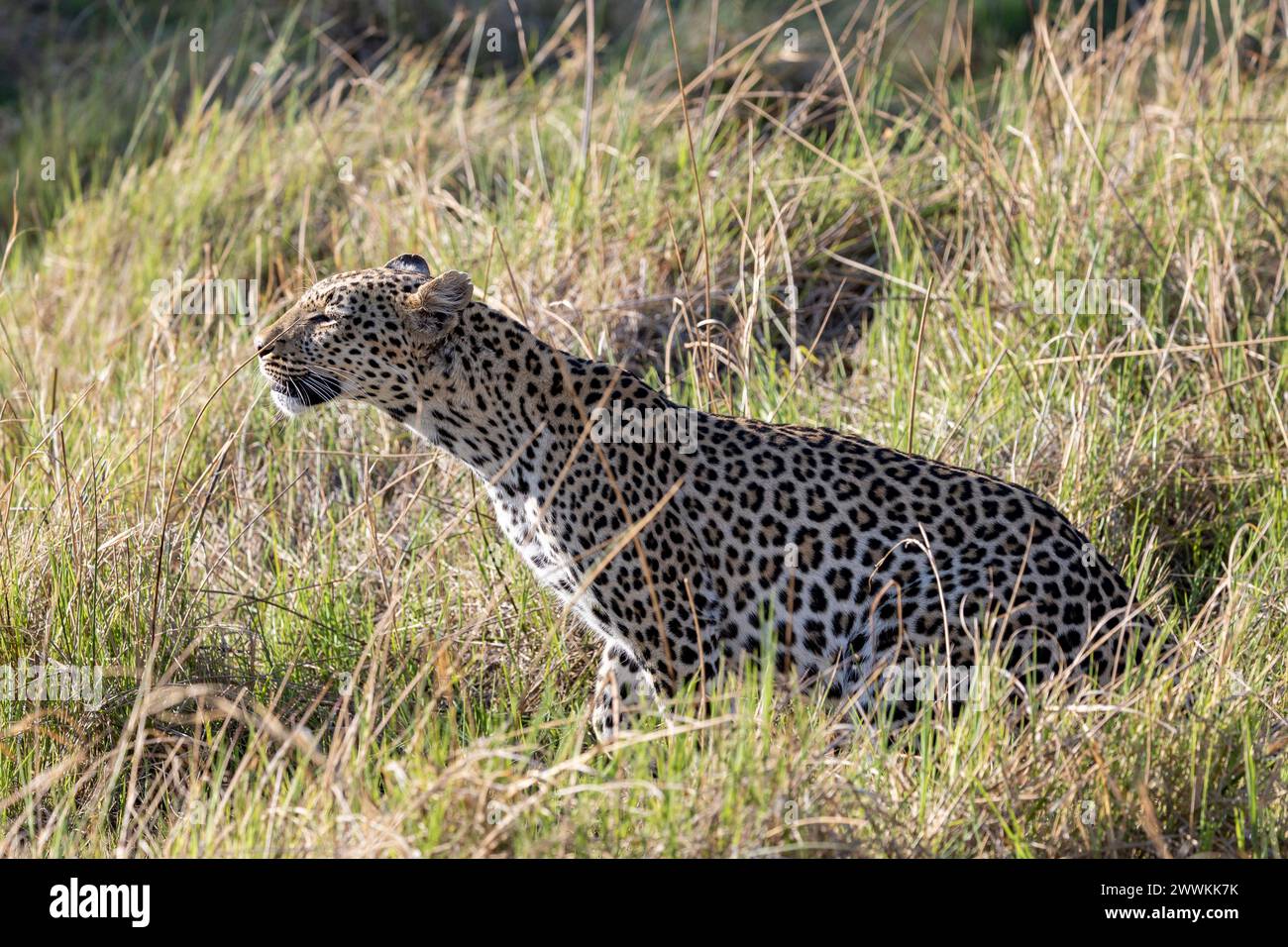Leopard hunting in Botswana, Africa Stock Photo - Alamy