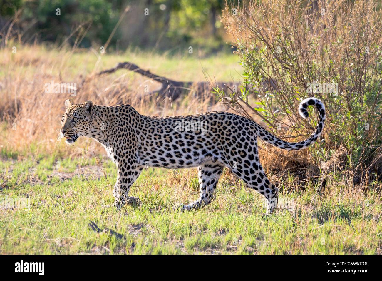 Leopard hunting in Botswana, Africa Stock Photo - Alamy