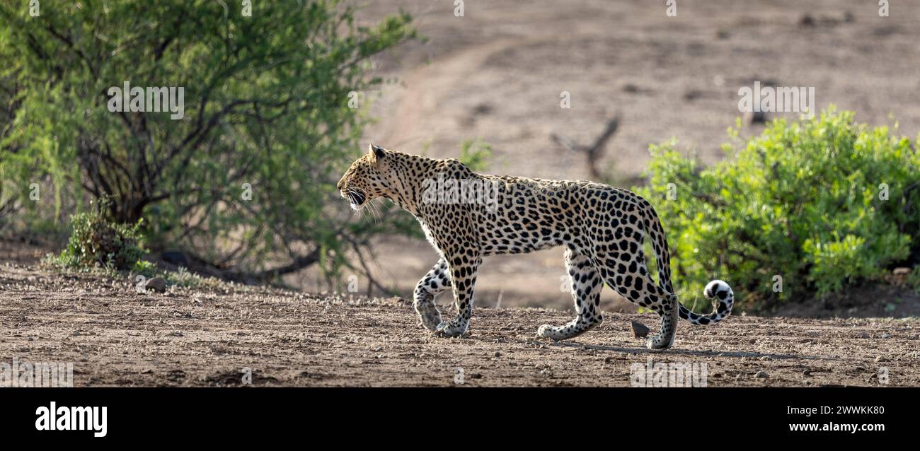 Leopard hunting in Botswana, Africa Stock Photo - Alamy
