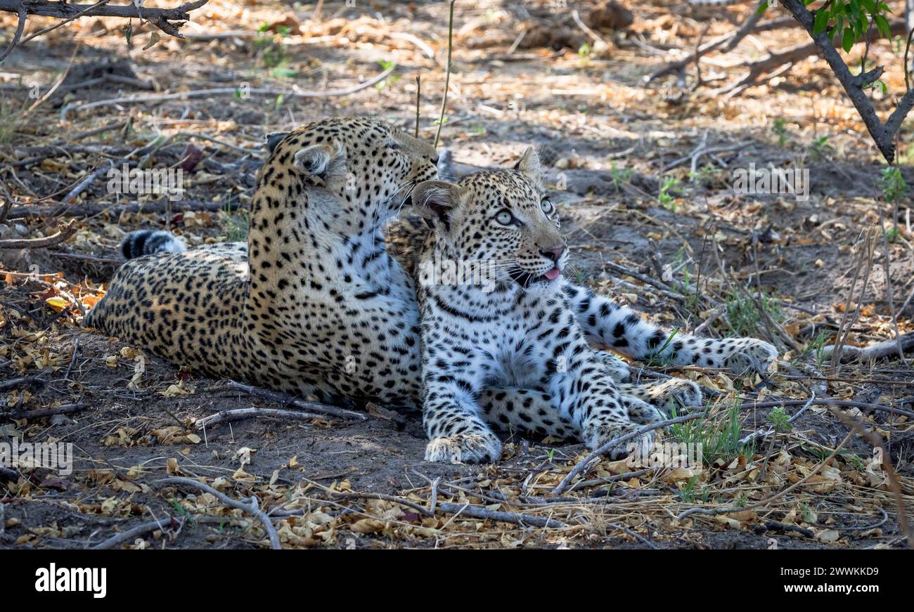African leopard cub playing hi-res stock photography and images - Alamy