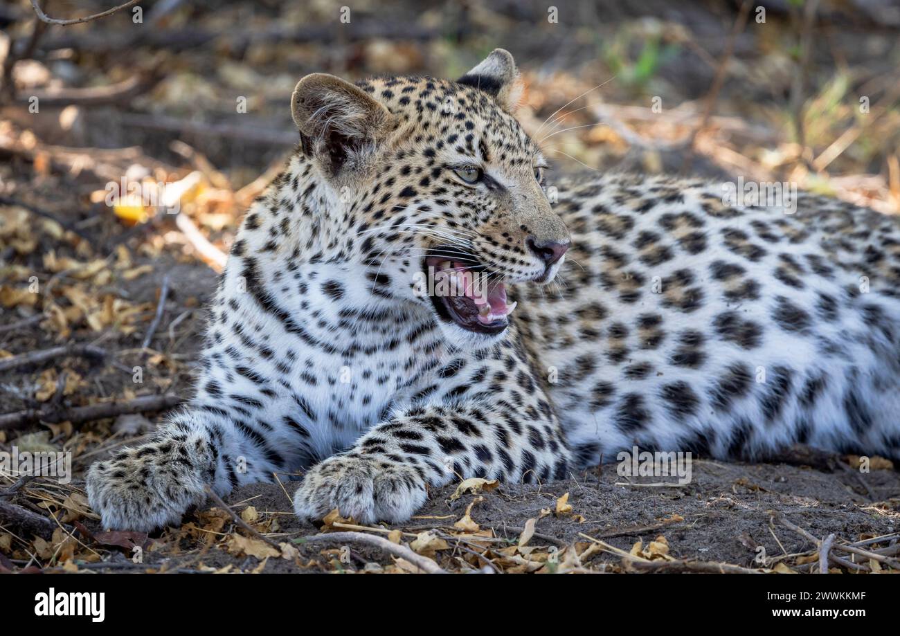 Portrait of a leopard in Botswana, Africa Stock Photo - Alamy