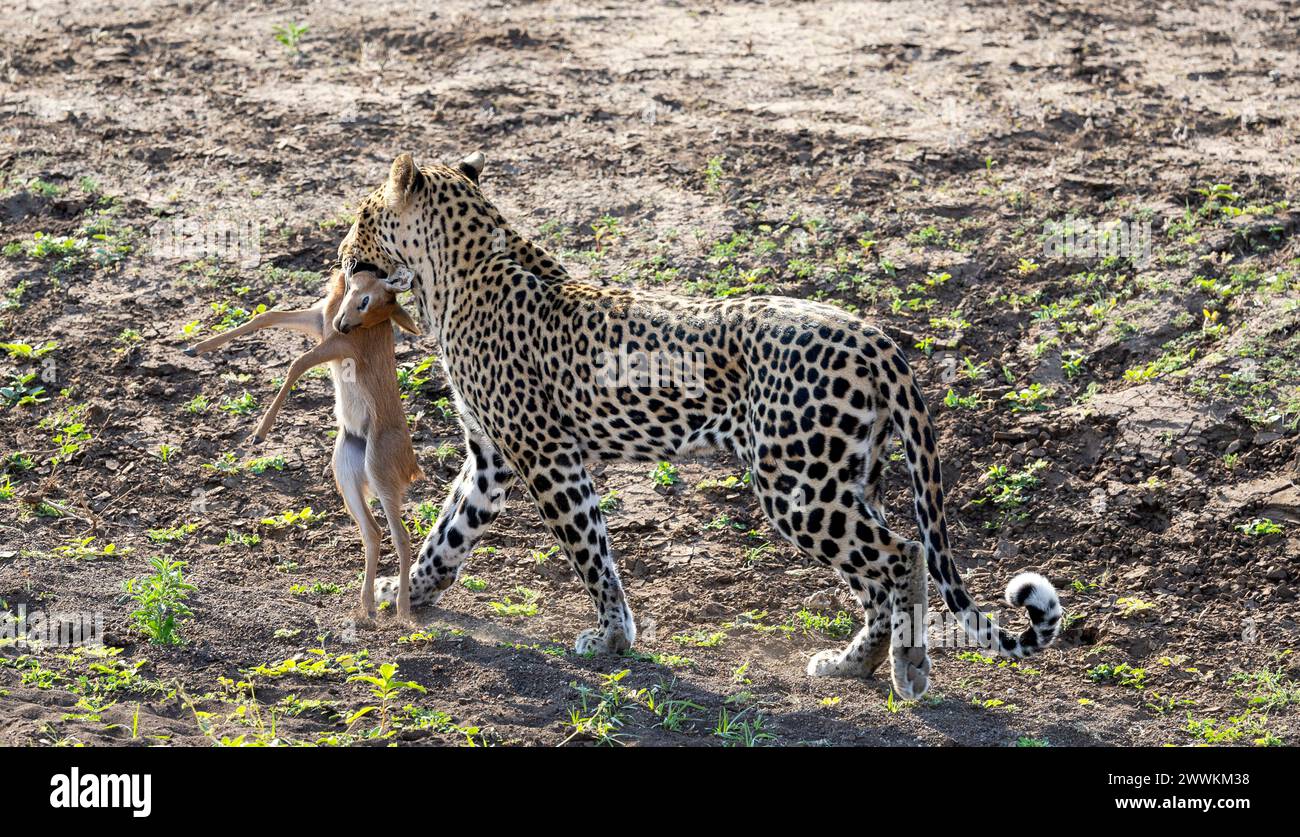 Leopard eating a baby steenbok after a hunt in Botswana, Africa Stock ...