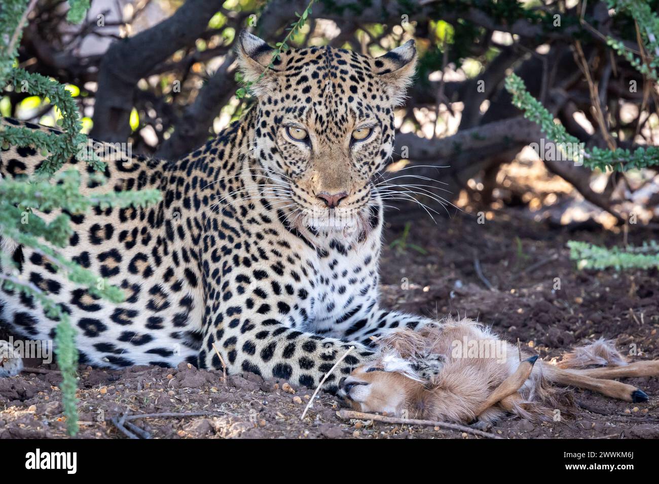 Leopard eating a baby steenbok after a hunt in Botswana, Africa Stock ...