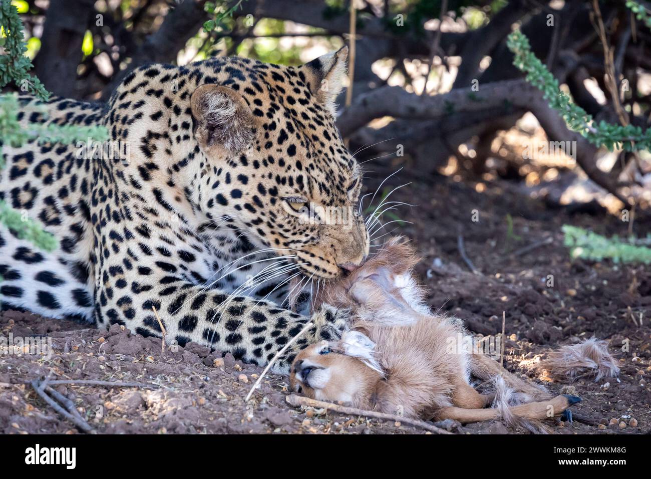 Leopard eating a baby steenbok after a hunt in Botswana, Africa Stock ...
