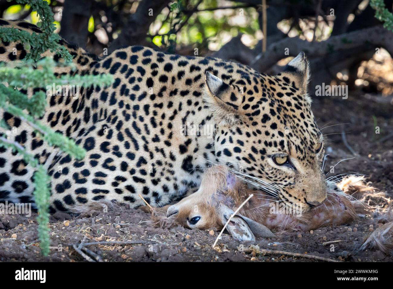 Leopard eating a baby steenbok after a hunt in Botswana, Africa Stock ...