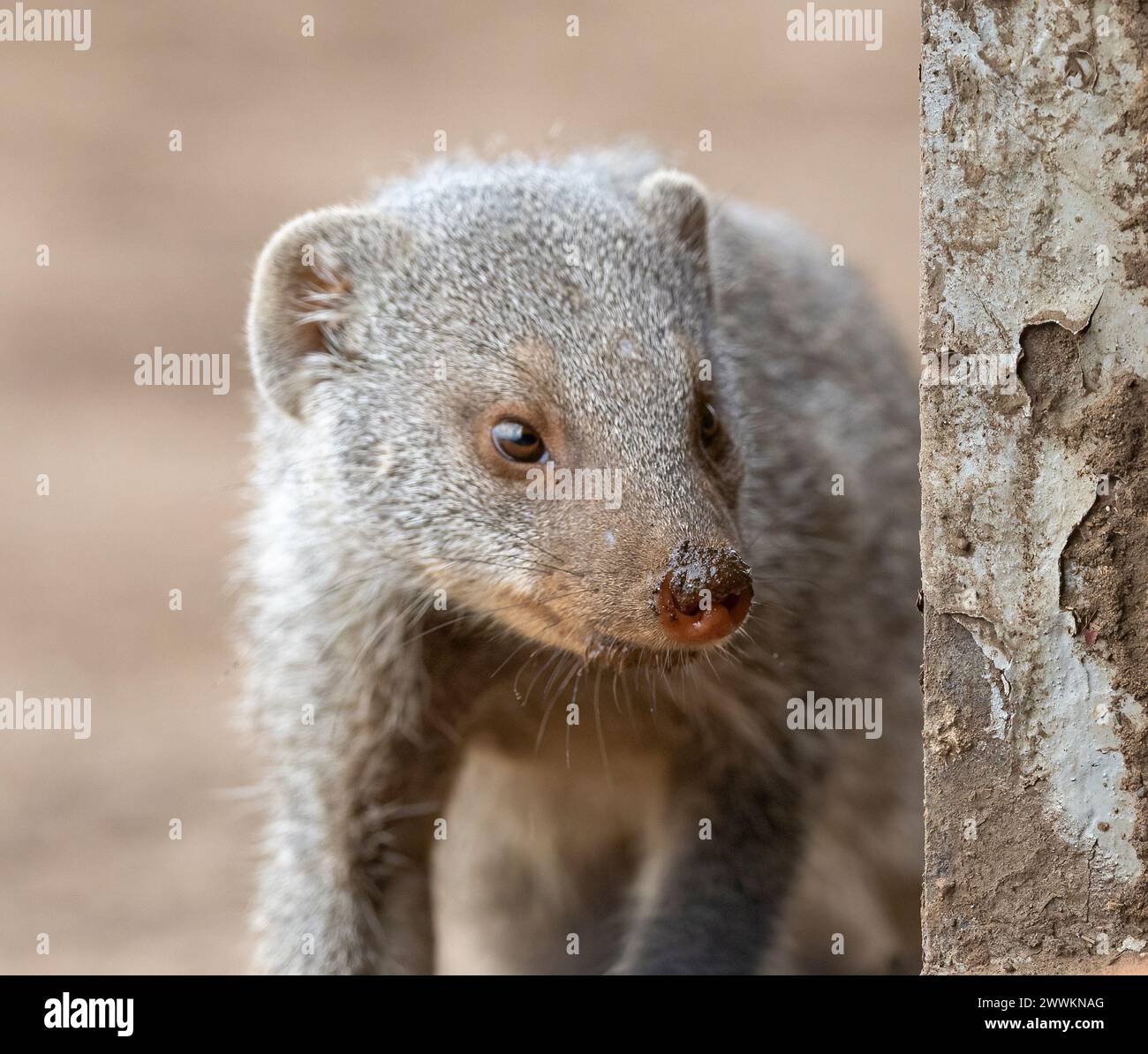 African banded mongoose hi-res stock photography and images - Alamy