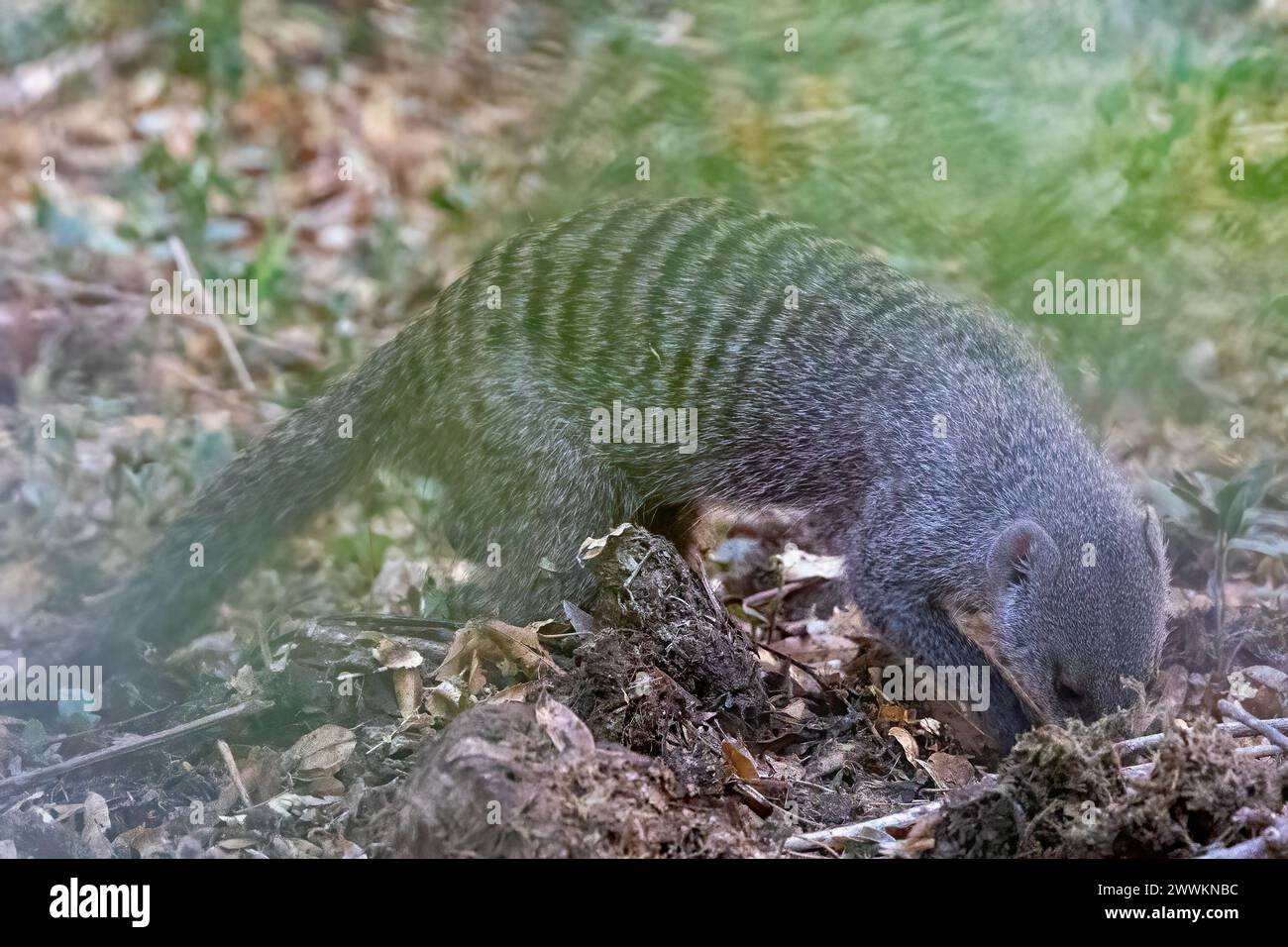 Banded mongoose in the wild hi-res stock photography and images - Alamy