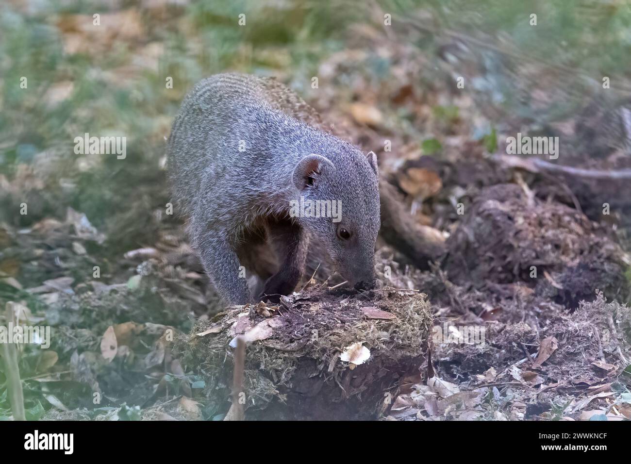 Banded Mongoose in Botswana, Africa Stock Photo - Alamy