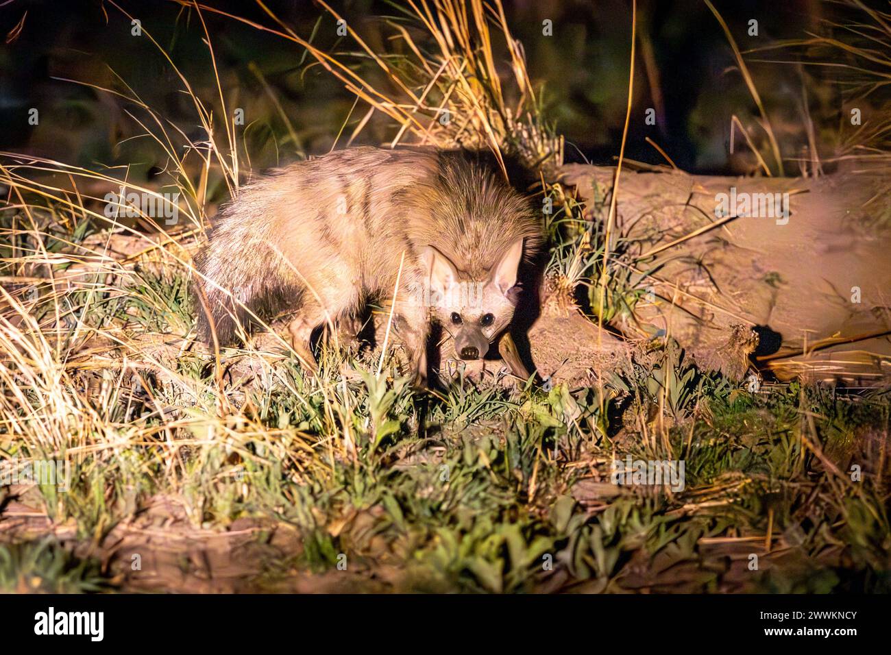 Aardwolf hi-res stock photography and images - Alamy