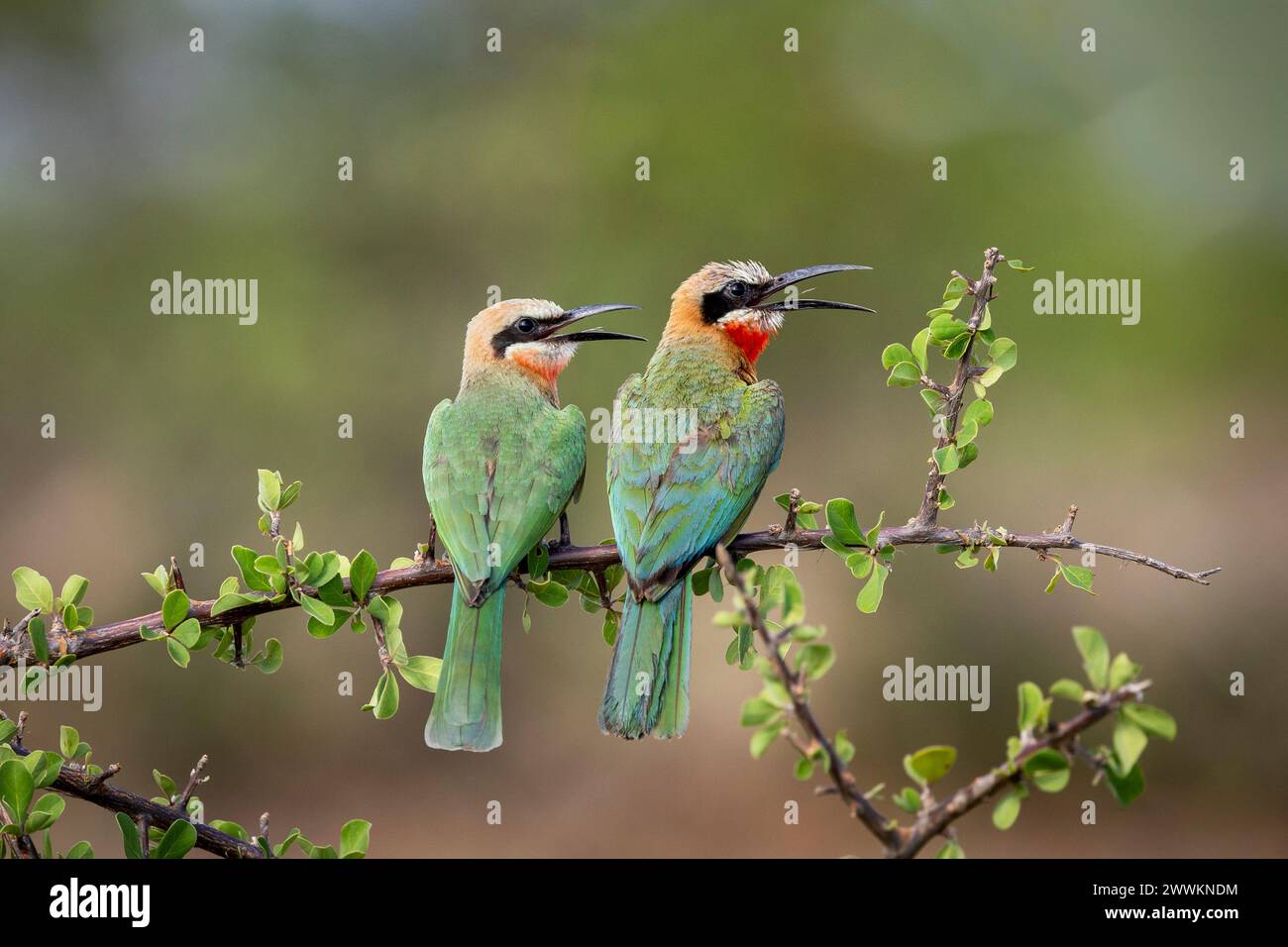 African bee eaters hi-res stock photography and images - Alamy