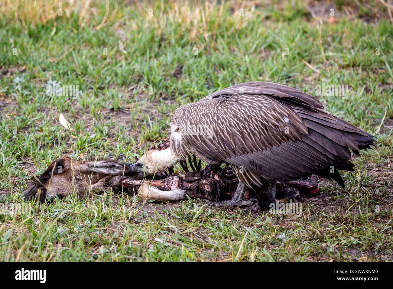 Vulture eating its prey in Botswana, Africa Stock Photo - Alamy