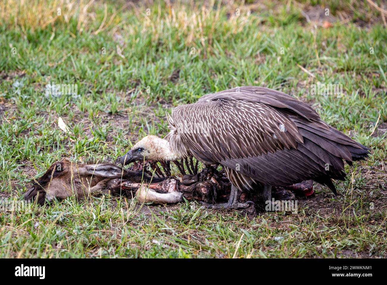 Raptor vulture hi-res stock photography and images - Alamy