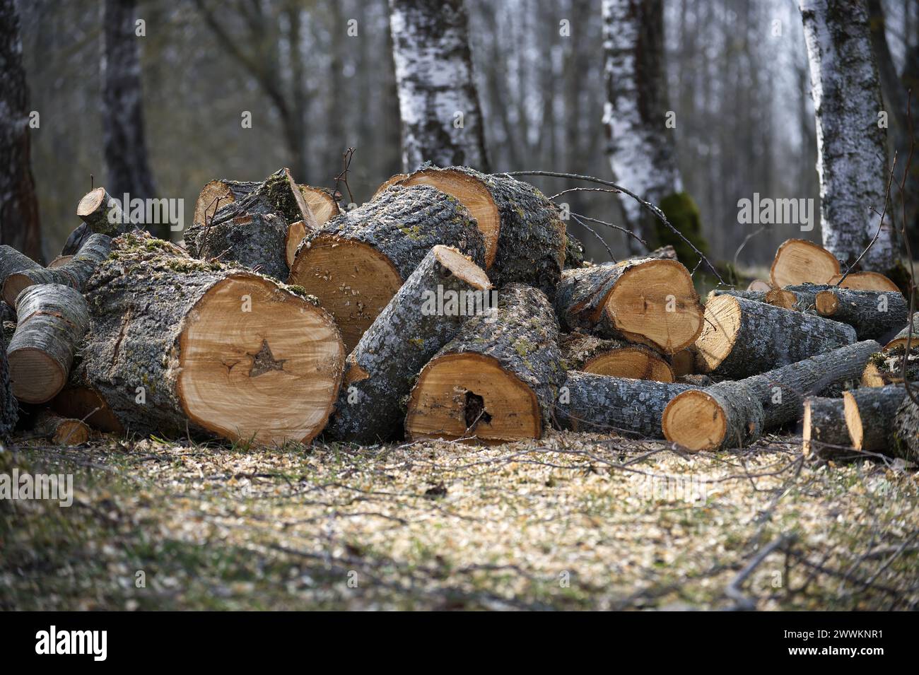 Significant amount of freshly cut logs piled up in a forest clearing ...