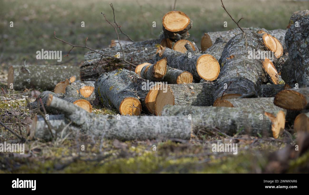 Various sizes of branches hi-res stock photography and images - Alamy