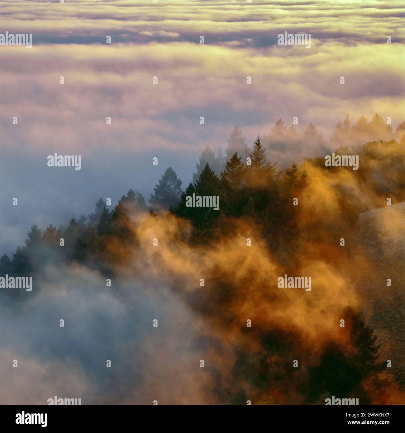 Coastal Fog, Bolinas Ridge, Mount Tamalpais State Park, Golden Gate ...