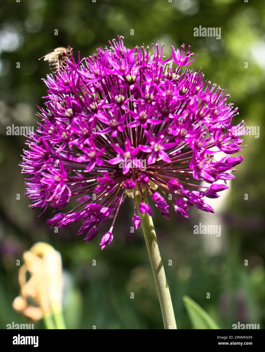Dark purple allium flowers in the Hermannshof Gardens in Weinheim ...