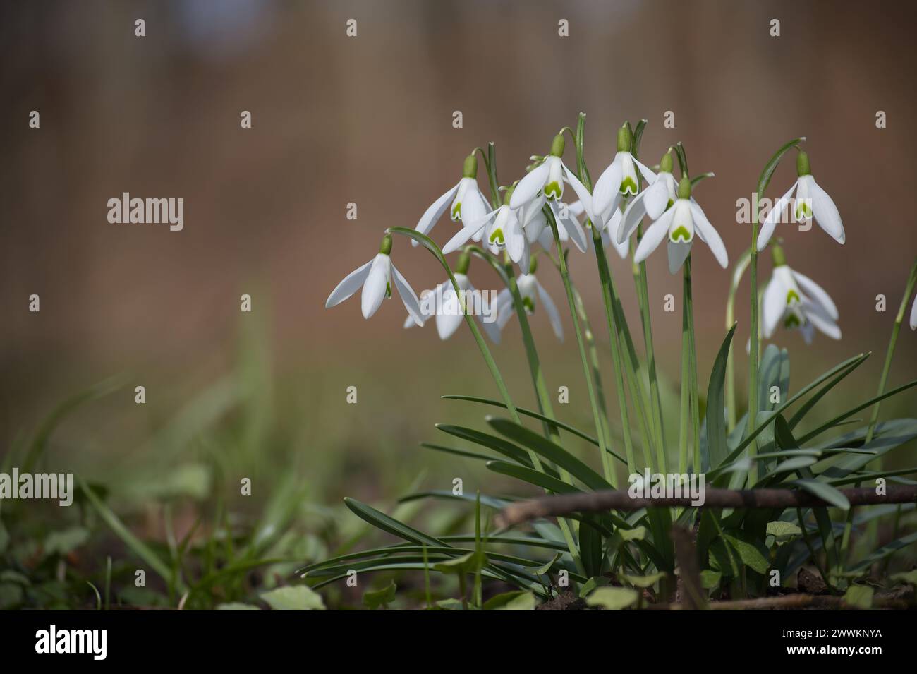 Slender petals displaying hi-res stock photography and images - Alamy