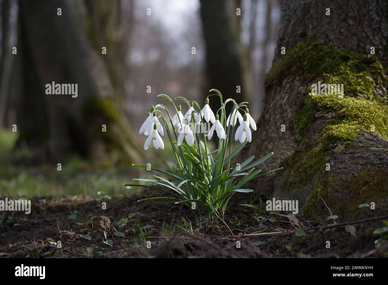 Small cluster of snowdrops positioned near the base of a moss covered ...