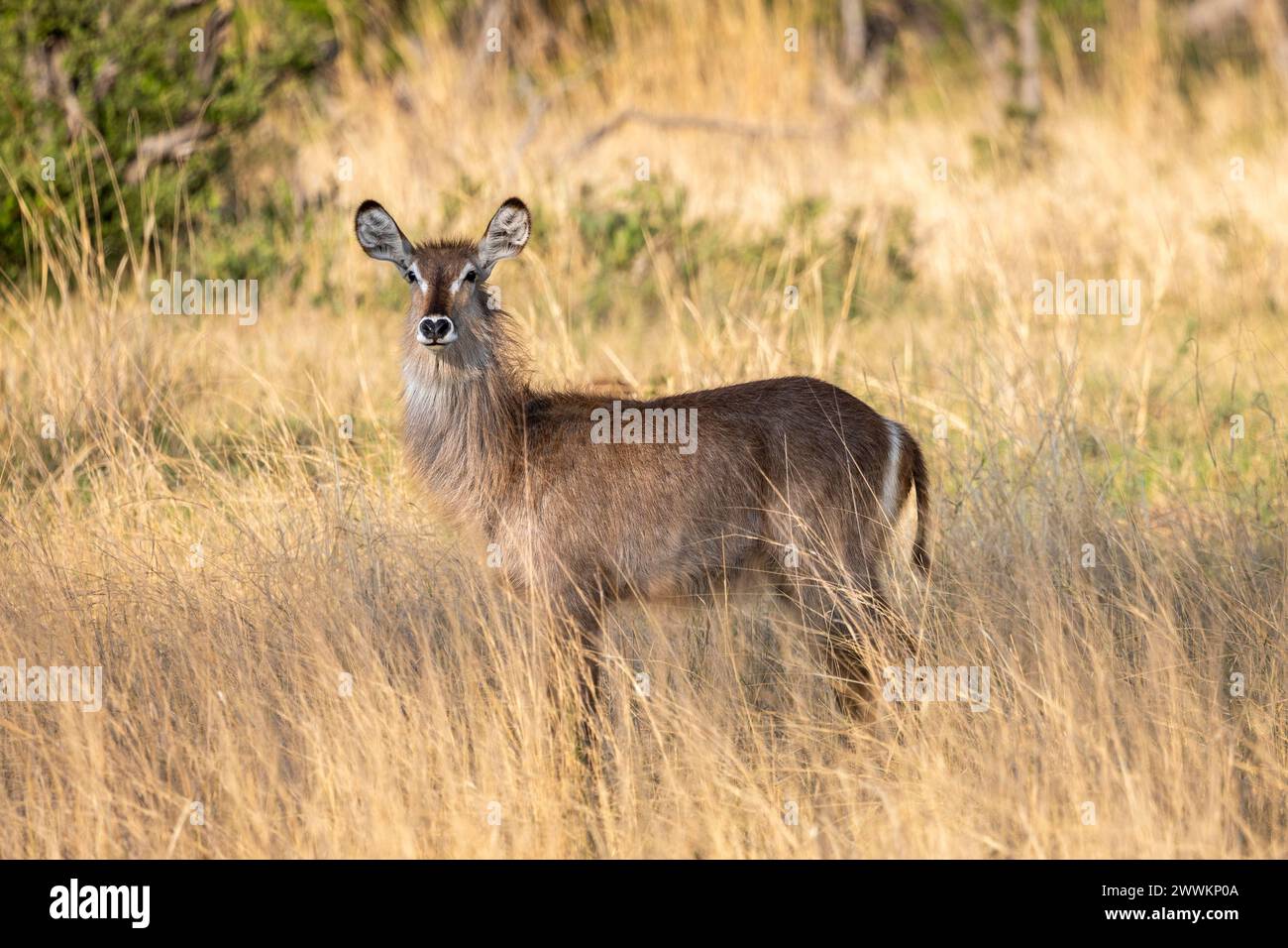 Common Waterbuck in Botswana, Africa Stock Photo - Alamy