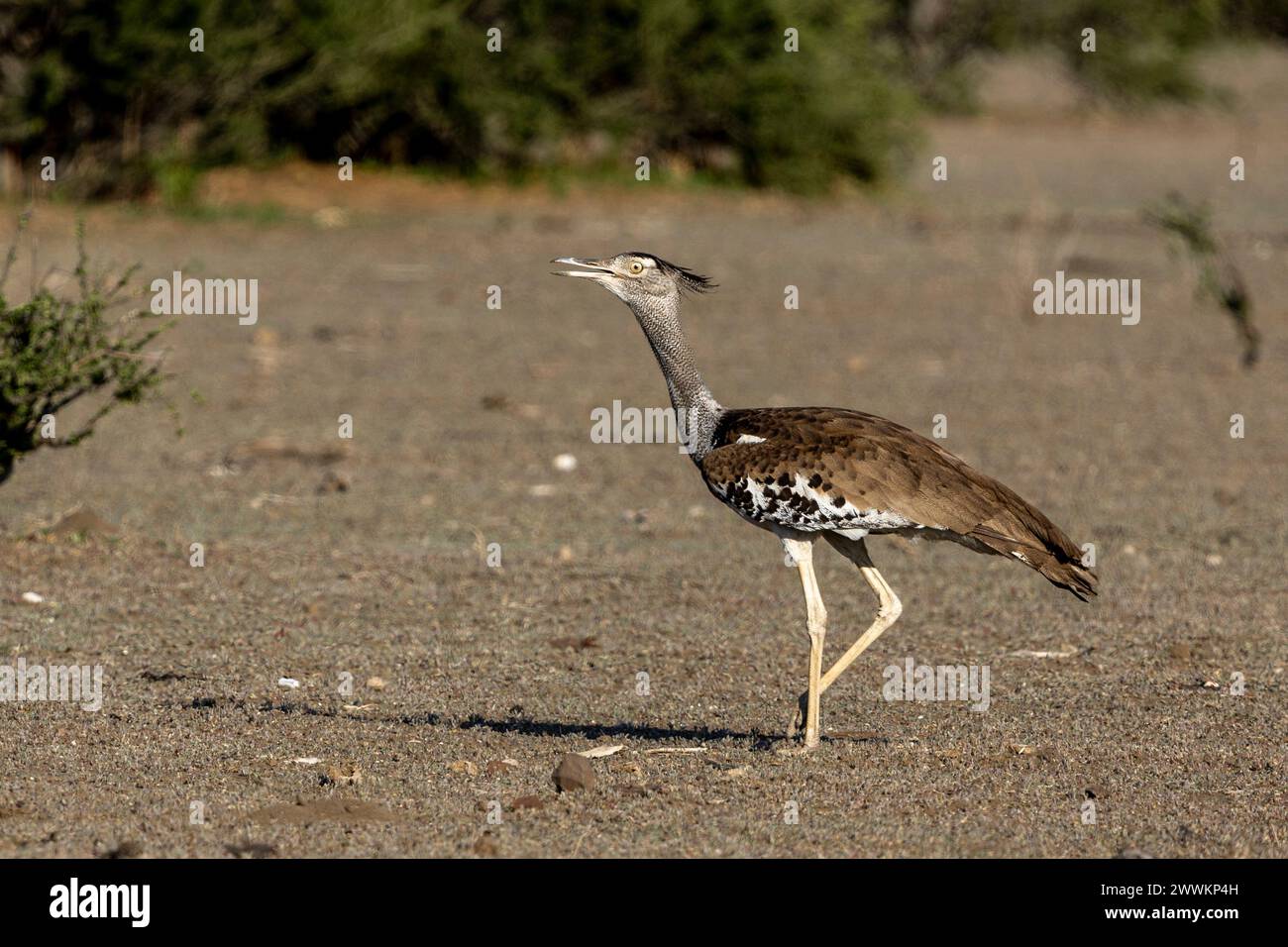 Female Kori Bustard, Botswana, Africa Stock Photo - Alamy