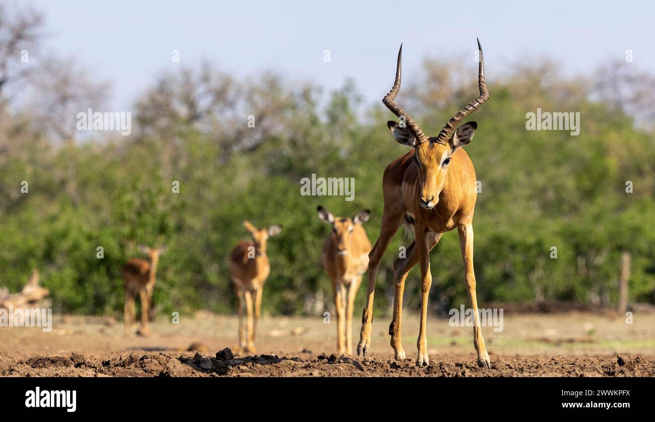 Impala at a waterhole in Botswana, Africa Stock Photo - Alamy