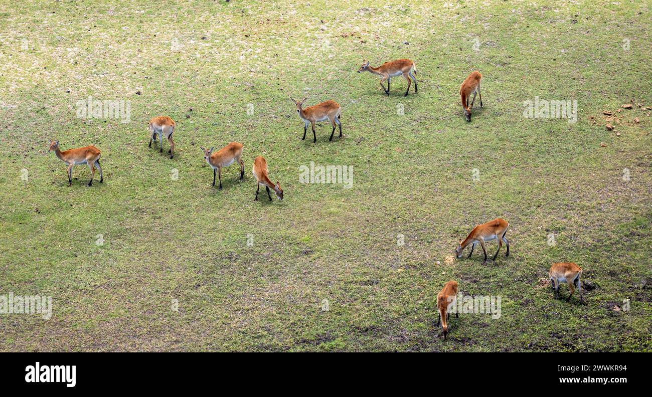 Impala from a helicopter in the Okavango Delta, Botswana Stock Photo ...