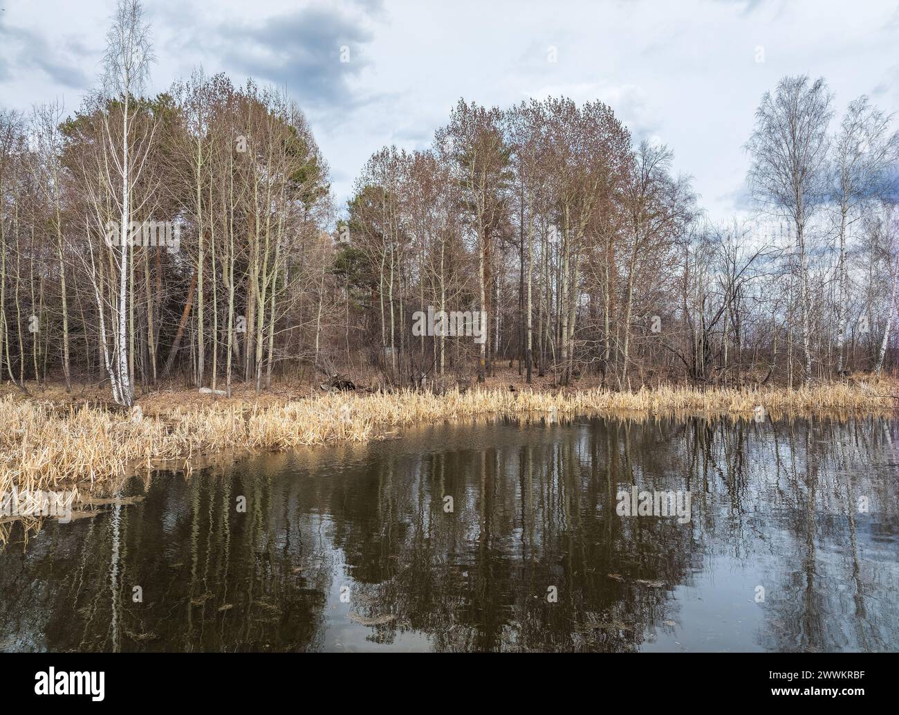 Thickets of dry reeds near the lake in spring or autumn. Dry yellow ...