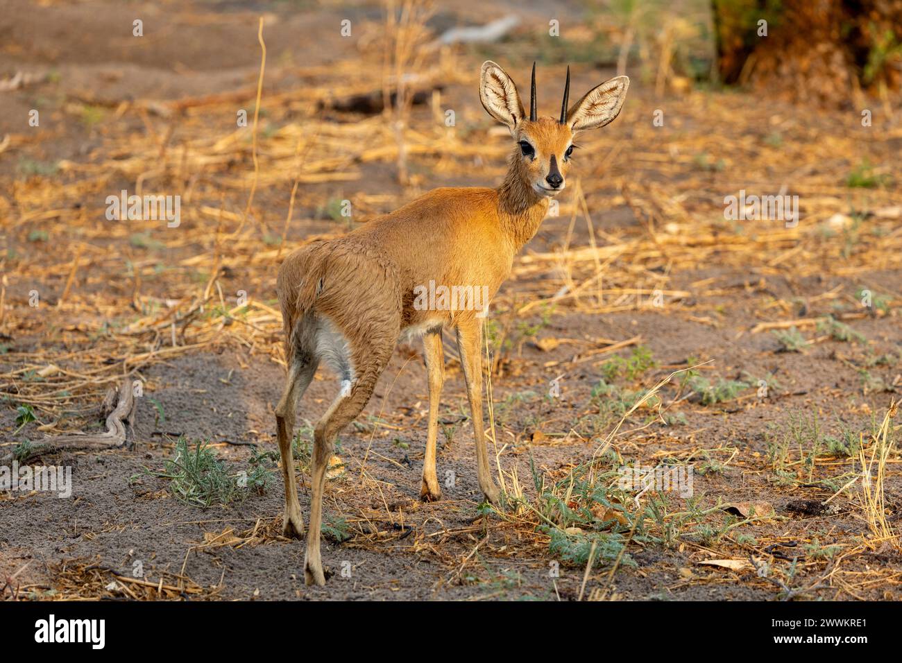 Baby steenbok hi-res stock photography and images - Alamy