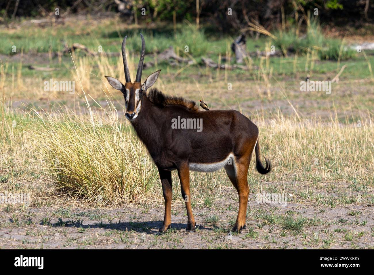 Sable Antelope in Botswana, Africa Stock Photo - Alamy
