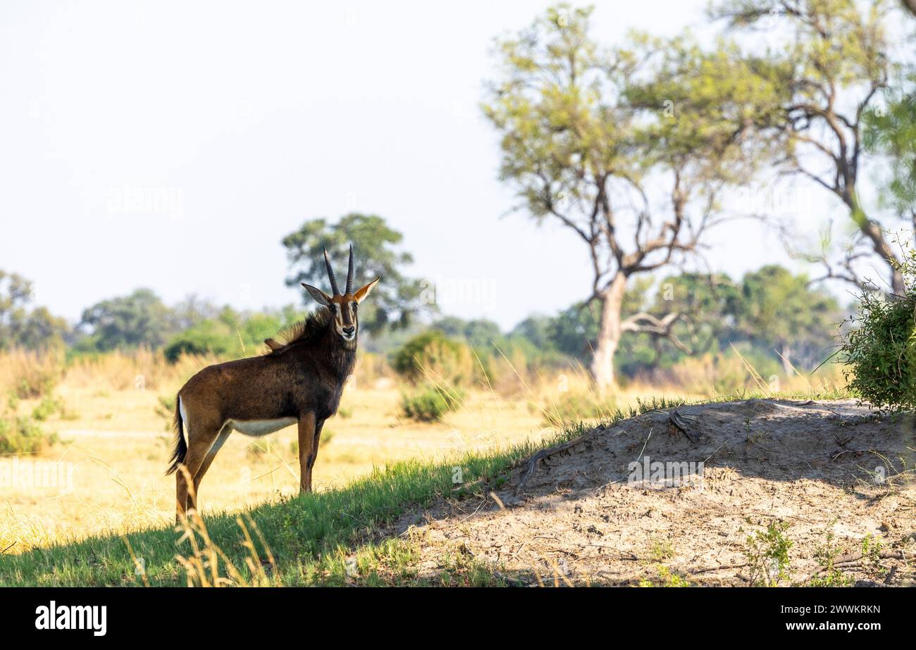 Sable Antelope in Botswana, Africa Stock Photo - Alamy