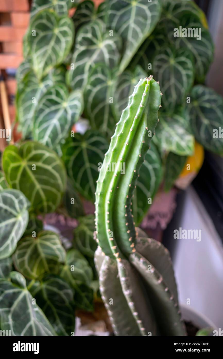 A new shoot of Peruvian apple cactus (Cereus peruvianus Stock Photo - Alamy