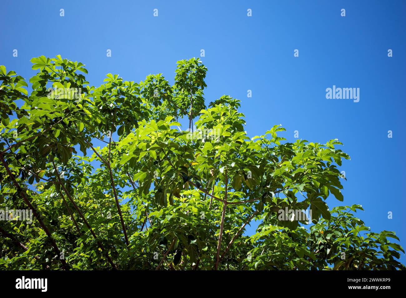 Baobab Africa tree, Adansonia digitata green leaves with blue sky ...