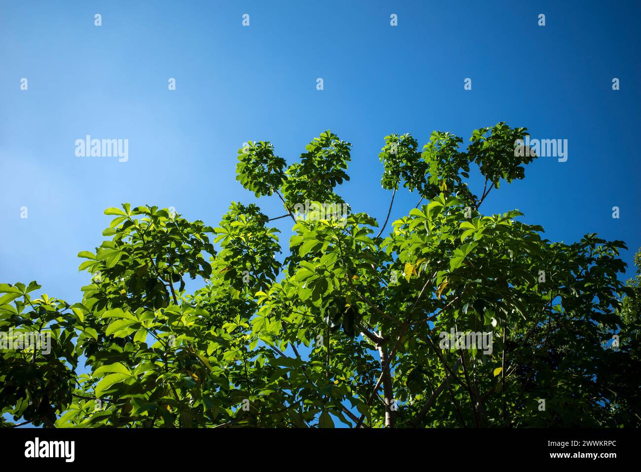 Baobab Africa tree, Adansonia digitata green leaves with blue sky ...