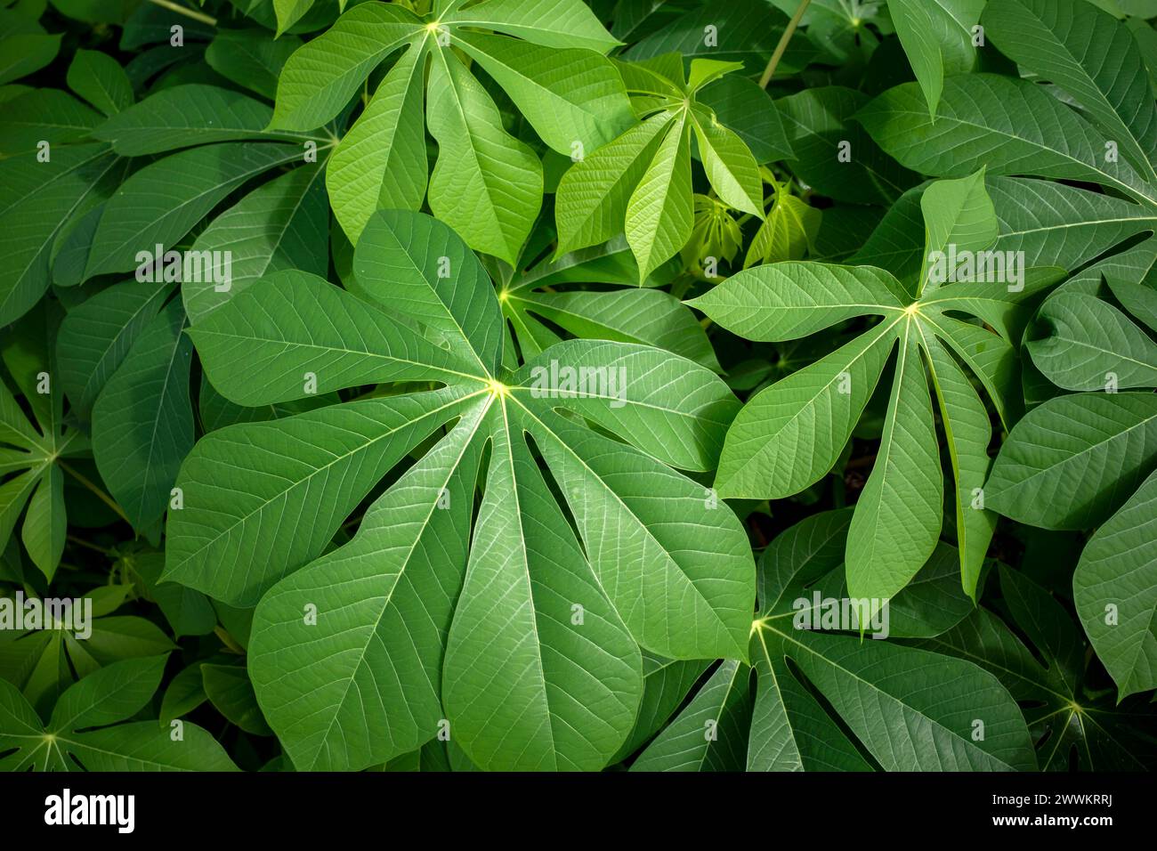 Cassava, Mandioa, Manioc, Tapioca trees (Manihot esculenta), young ...