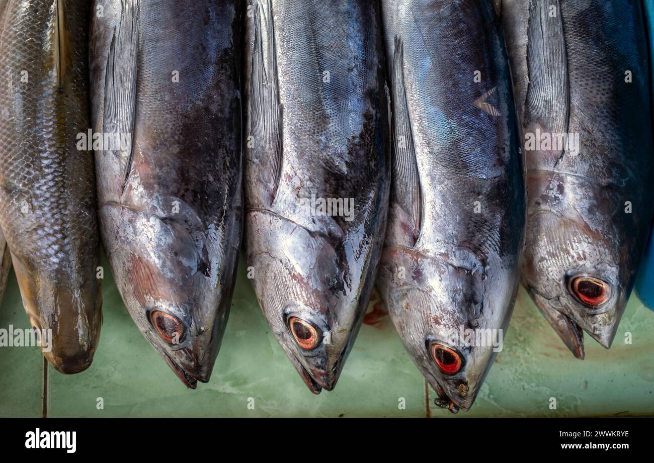 Mackarel tuna, fresh fish in a traditional market in Yogyakarta ...