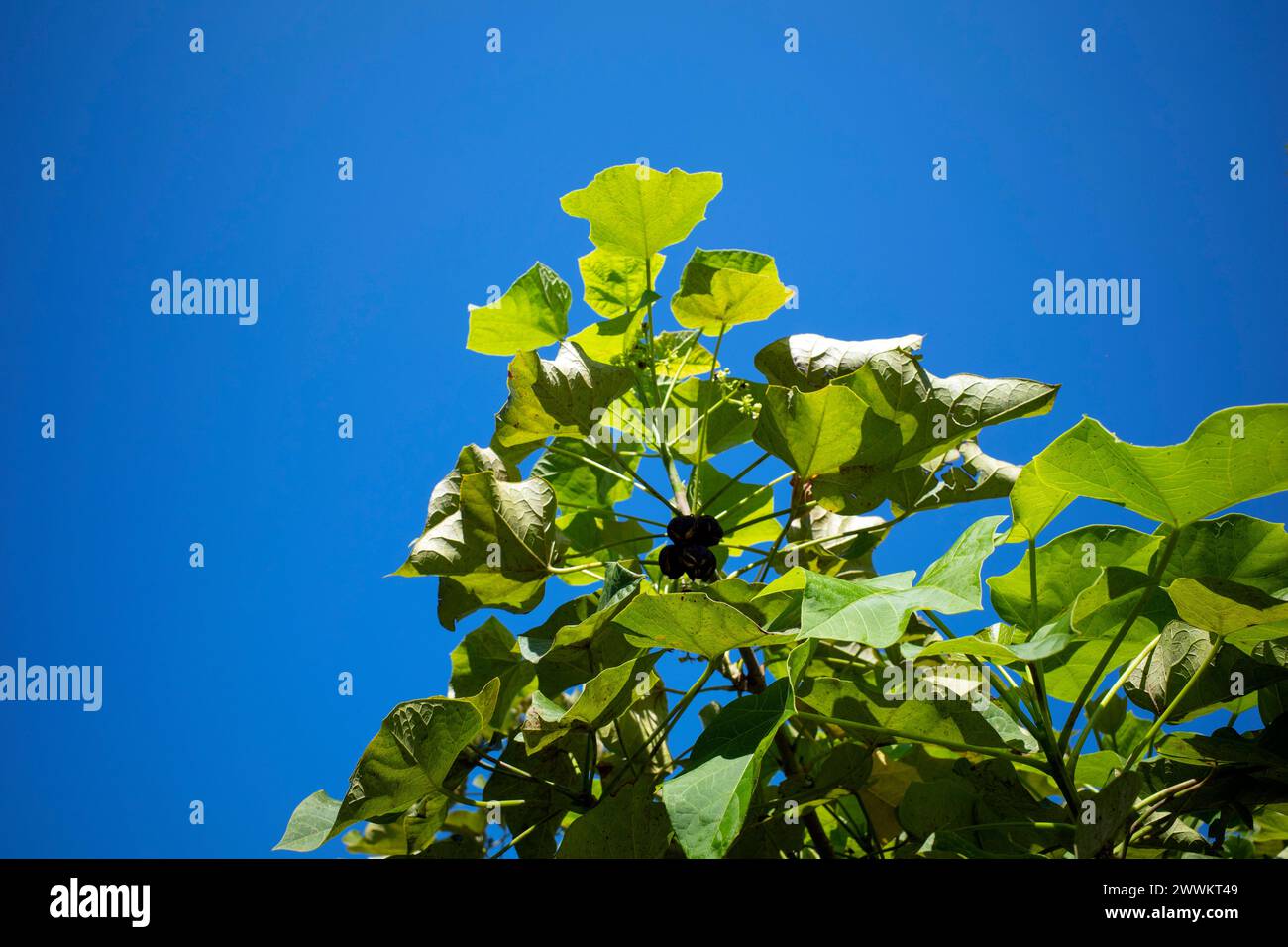 Physic nut tree hi-res stock photography and images - Alamy