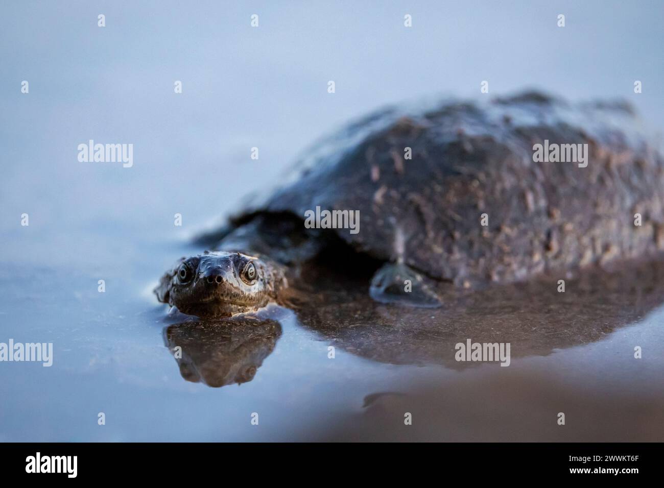 Mud Turtle Botswana, Africa Stock Photo - Alamy